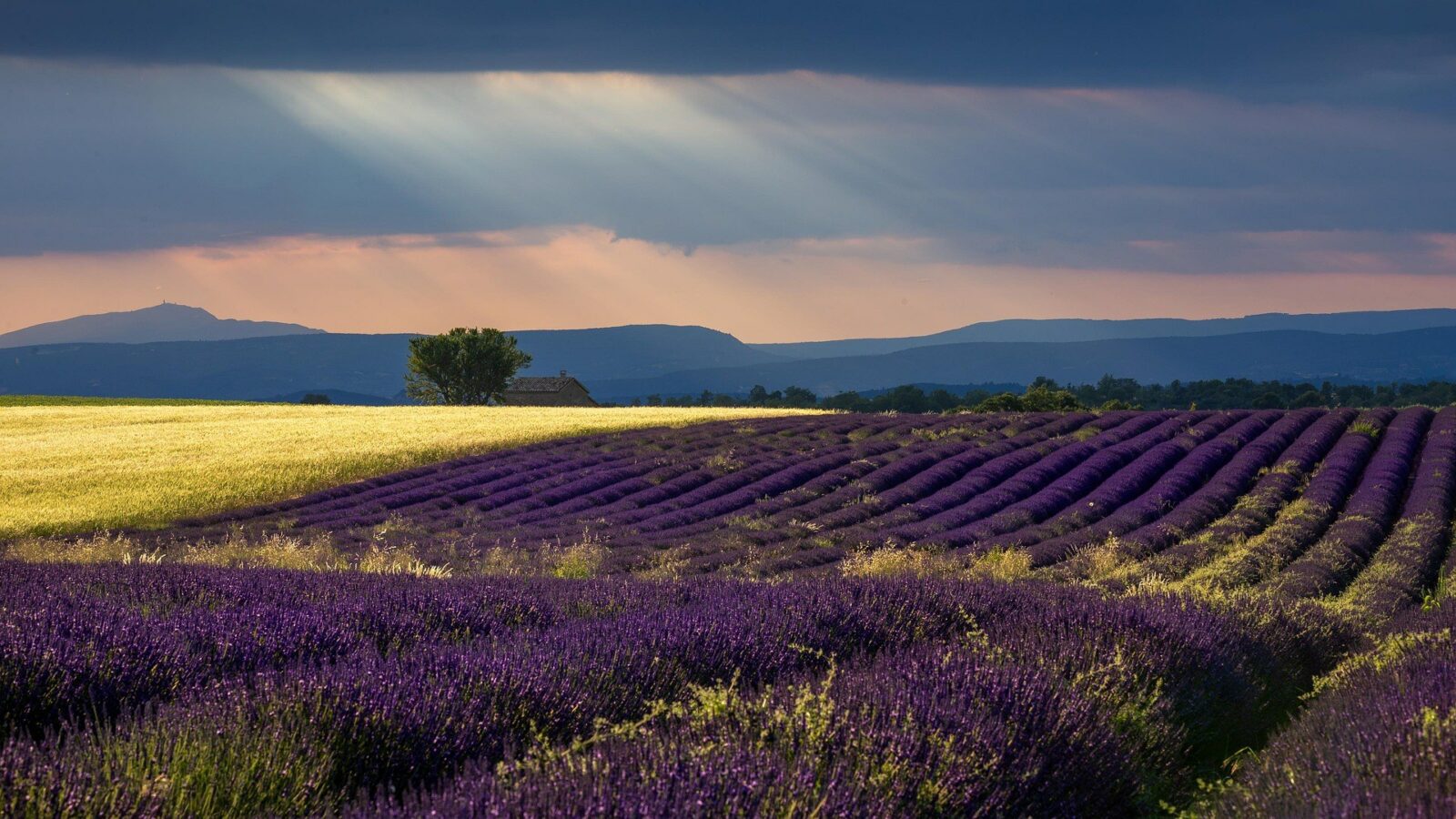 Provence - Receptik.cz